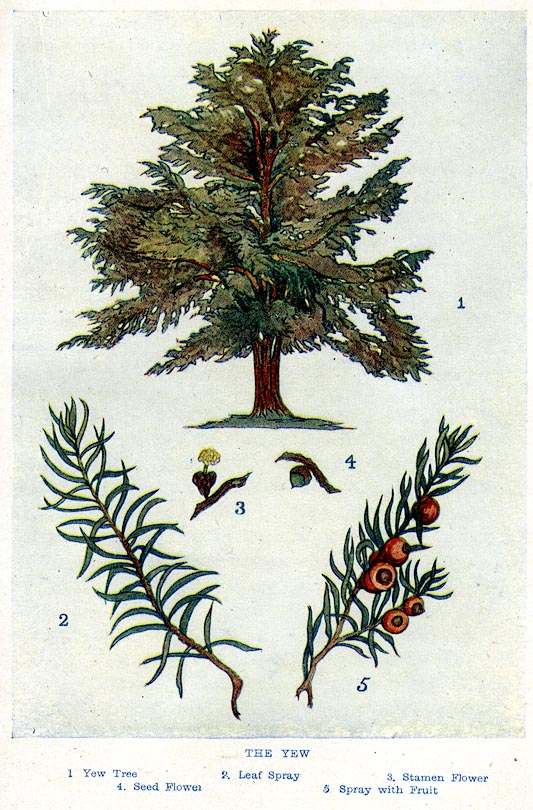 Old Cumbria Gazetteer - yew trees, Cumbria